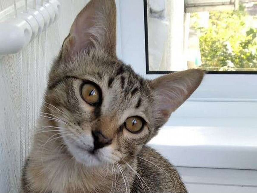 Котенок Шпротик., 3,5 месяца