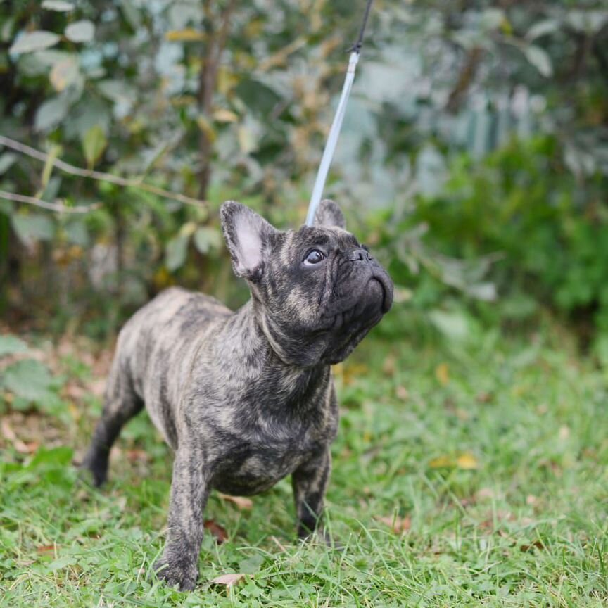 Щенок французского бульдога