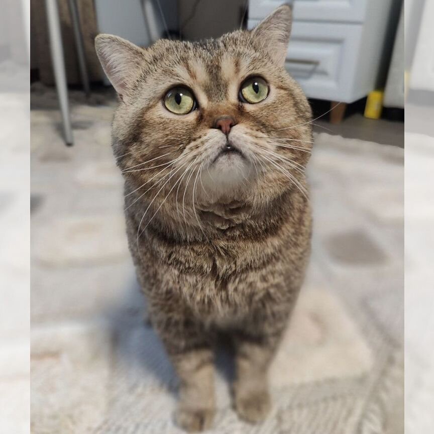 Взрослый кот в добрые руки