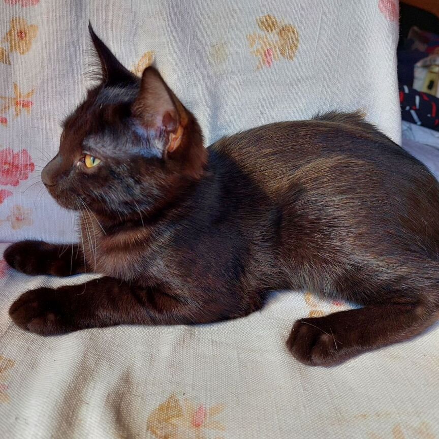 Котенок