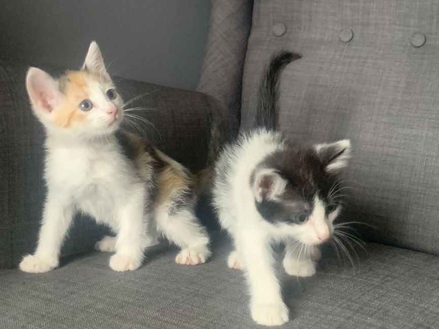 Два чудесных котенка