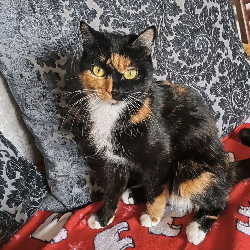 Взрослая, кошка в добрые руки