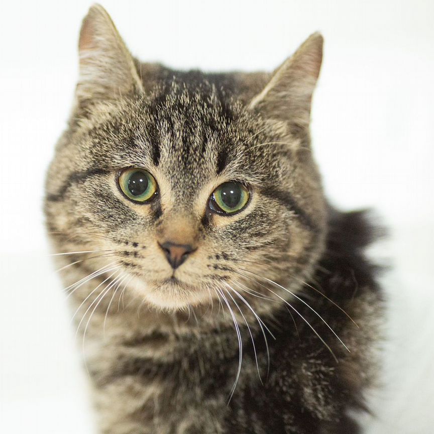 Кошечка Карамелька