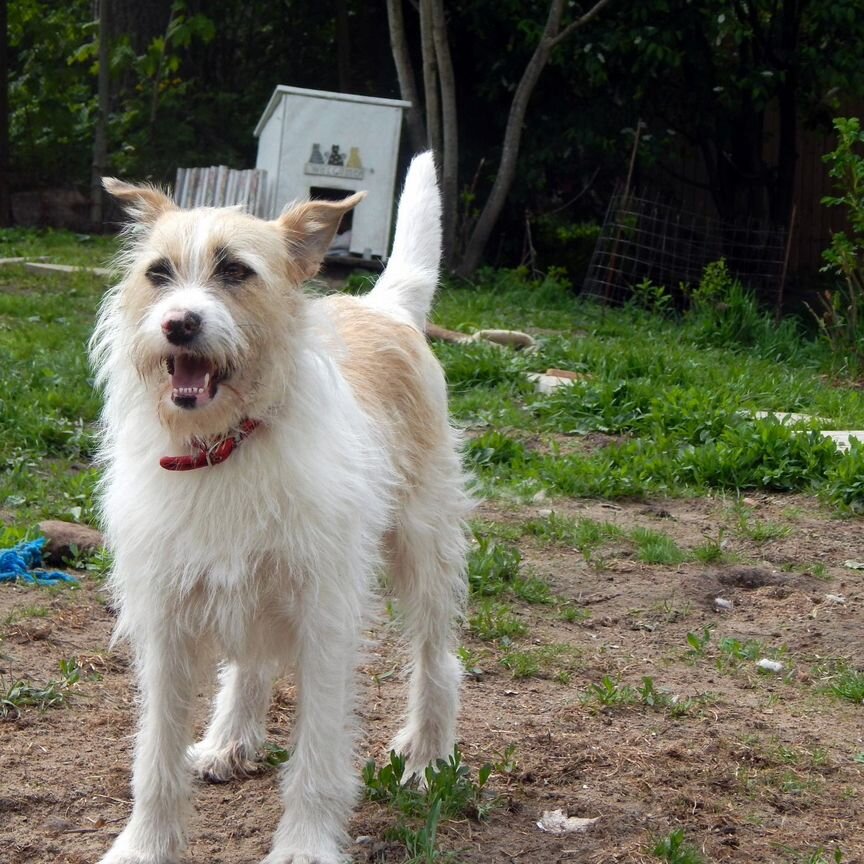 Милочка ищет дом/передержку