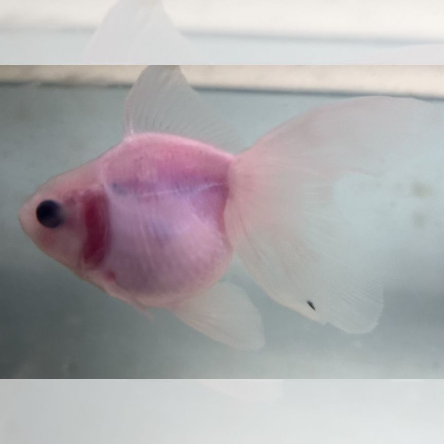 Золотая рыбка - бесчешуйчатый розовый вуалехвост