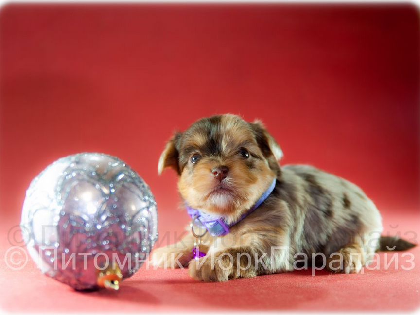 Шоко мерле девочка йорка