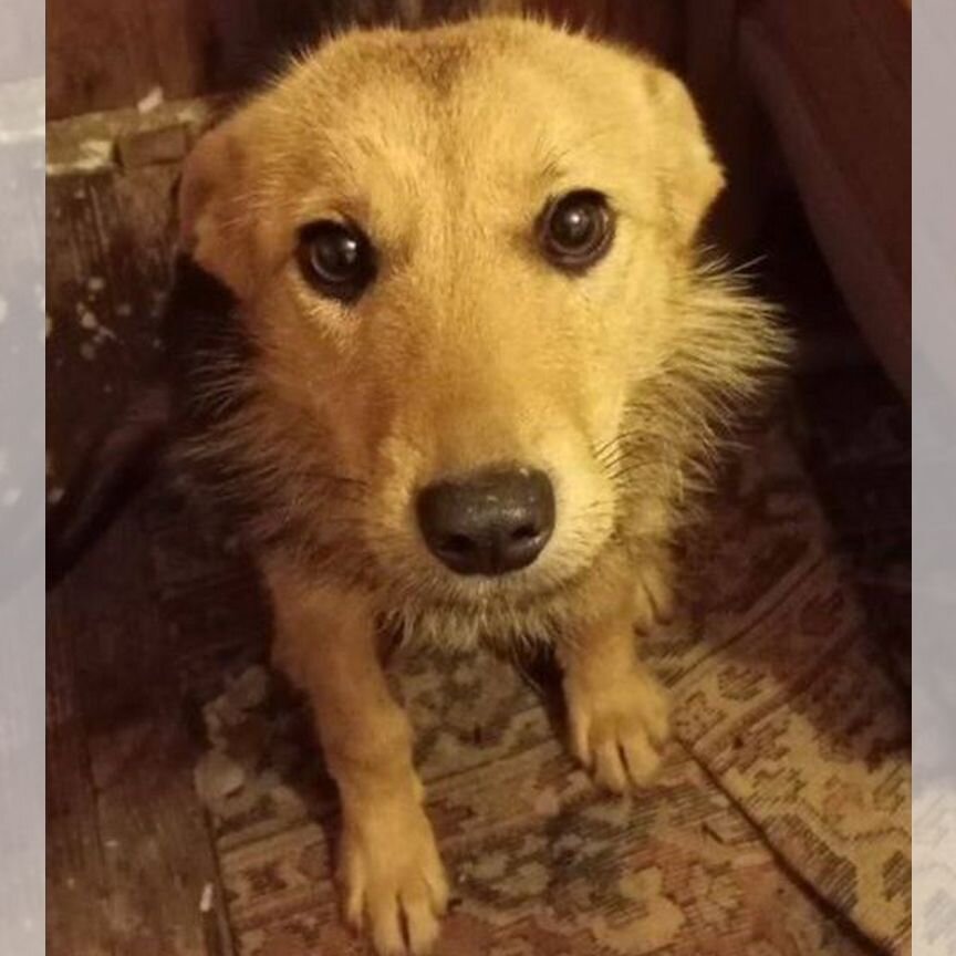 Щенок в добрые руки