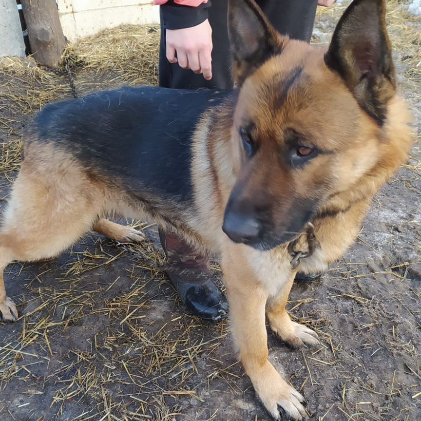 Щенки немецкой овчарки