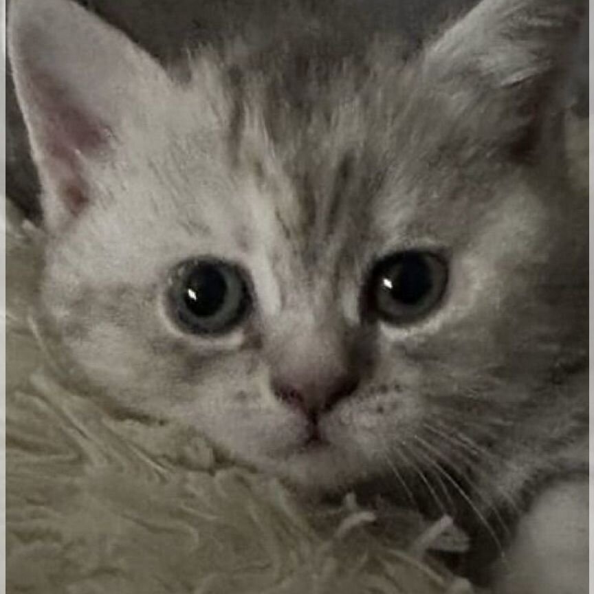 Шотланский прямоухий котенок