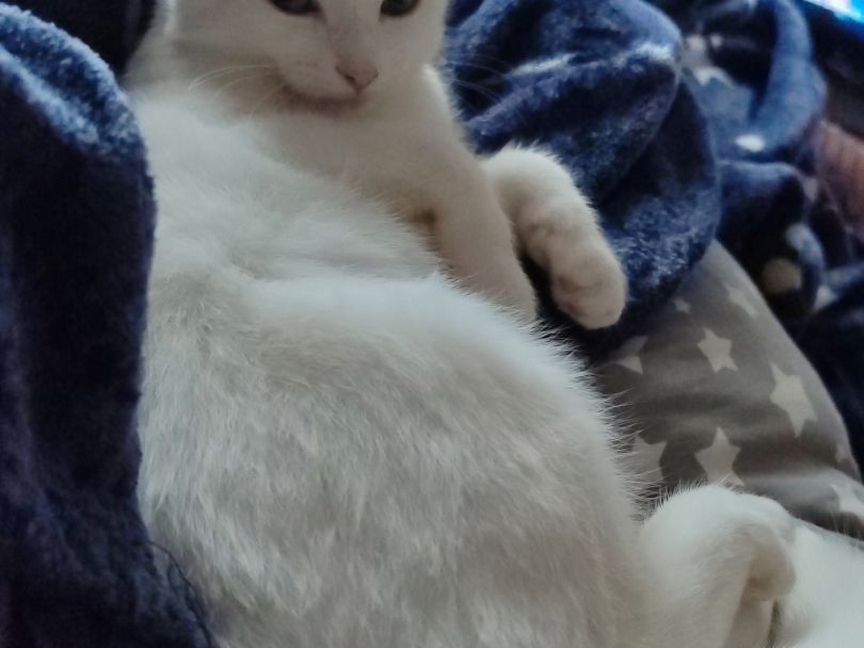 Безпородная