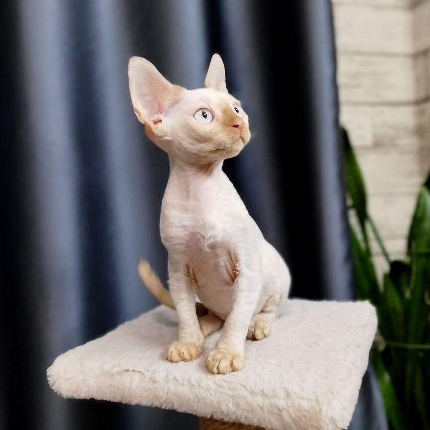 Девон-рекс котёнок