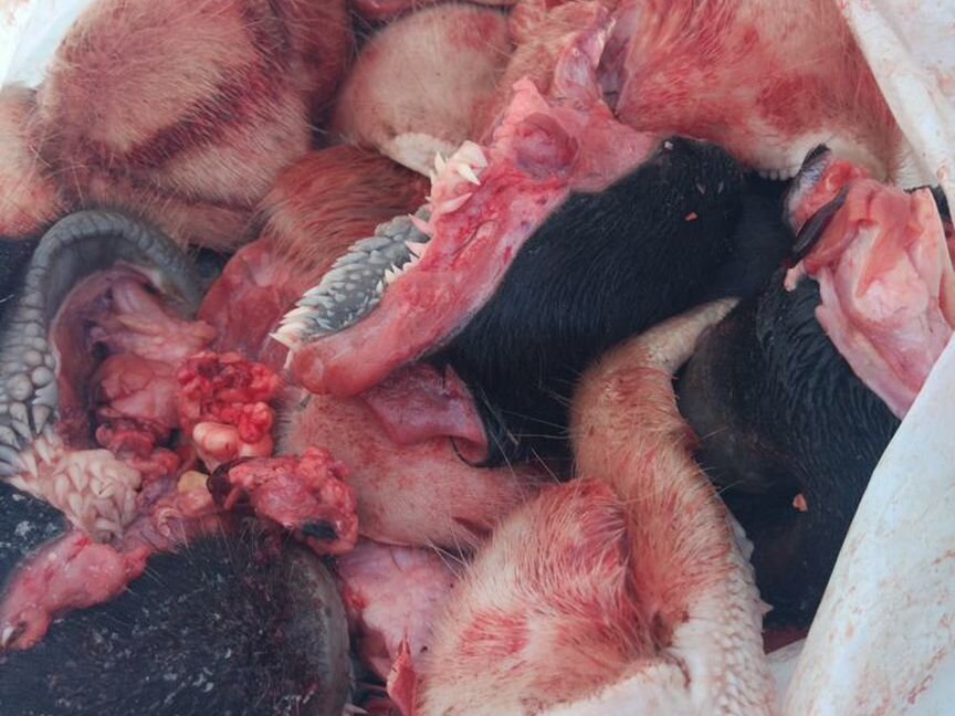 Носы говяжьи для питомцев и др субпродукты