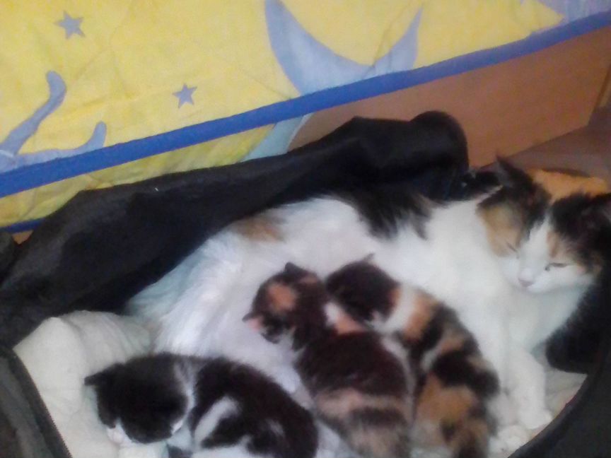 Котята
