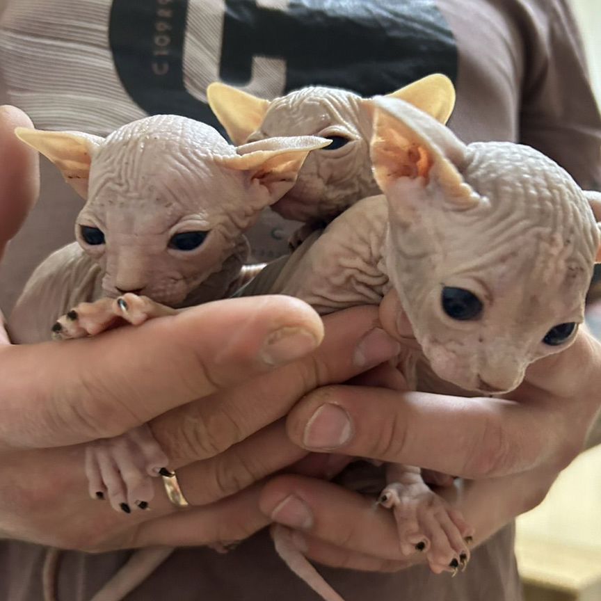 Котята сфинкс