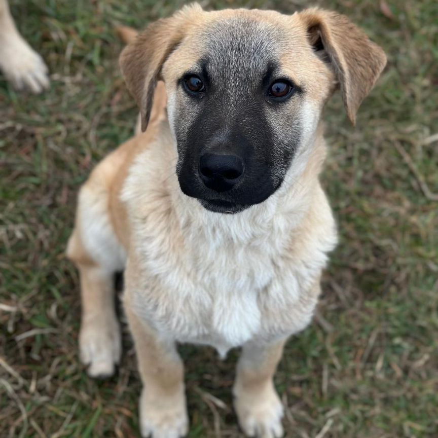 Щенки метисы овчарки