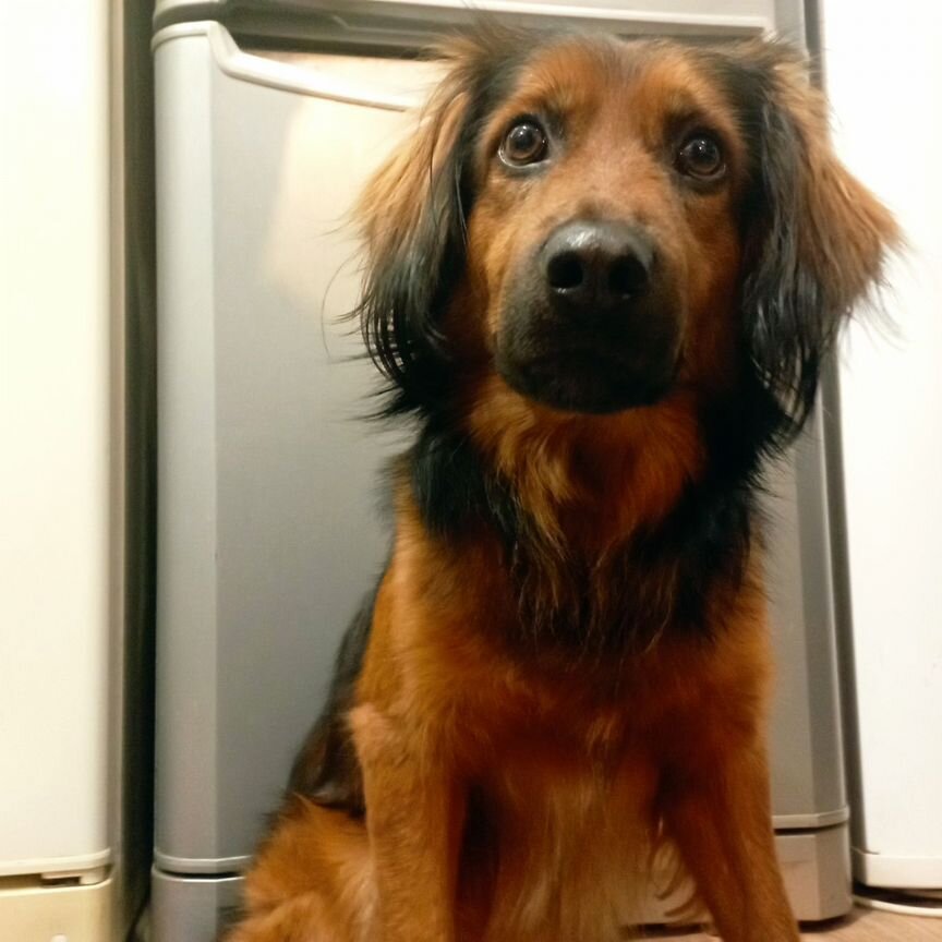 Отдам в добрые руки собаку