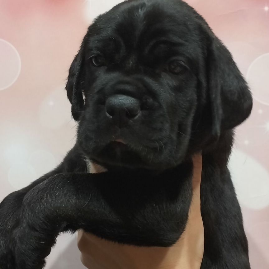 Щенки кане корсо