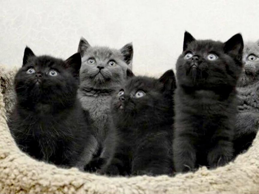 Котята