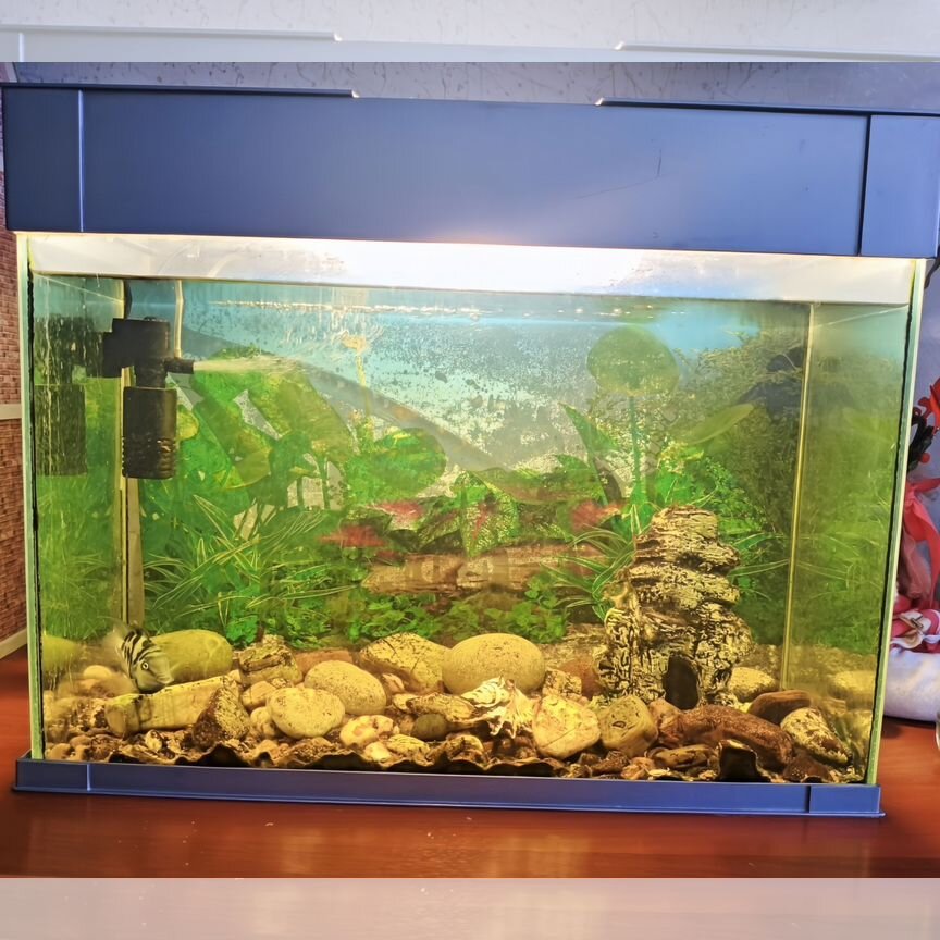 Аквариум с рыбками