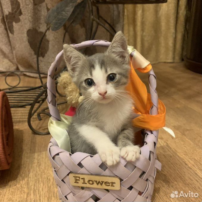 Нашли котят в лесу