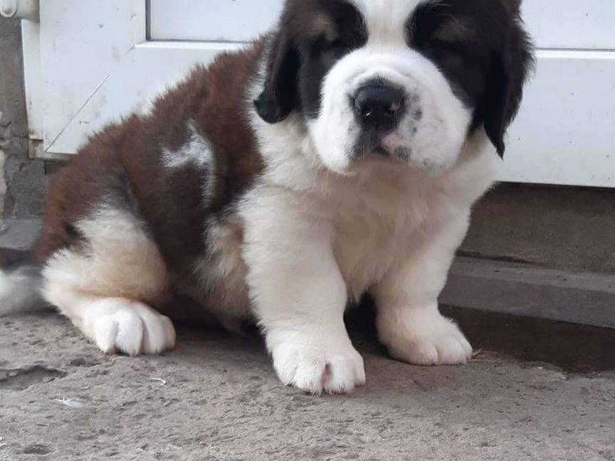 Продаю щенков сенбернара