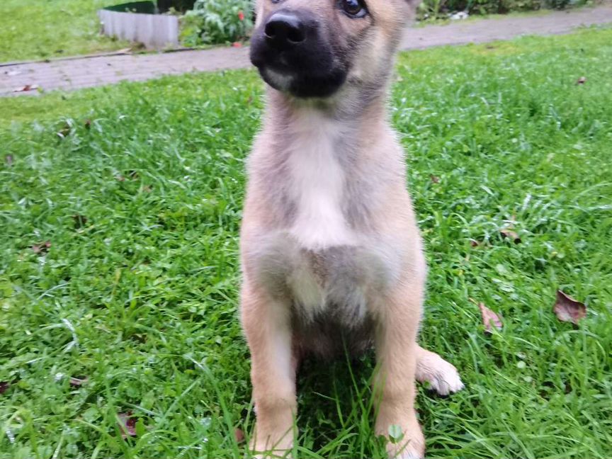 Щенок в добрые руки бесплатно