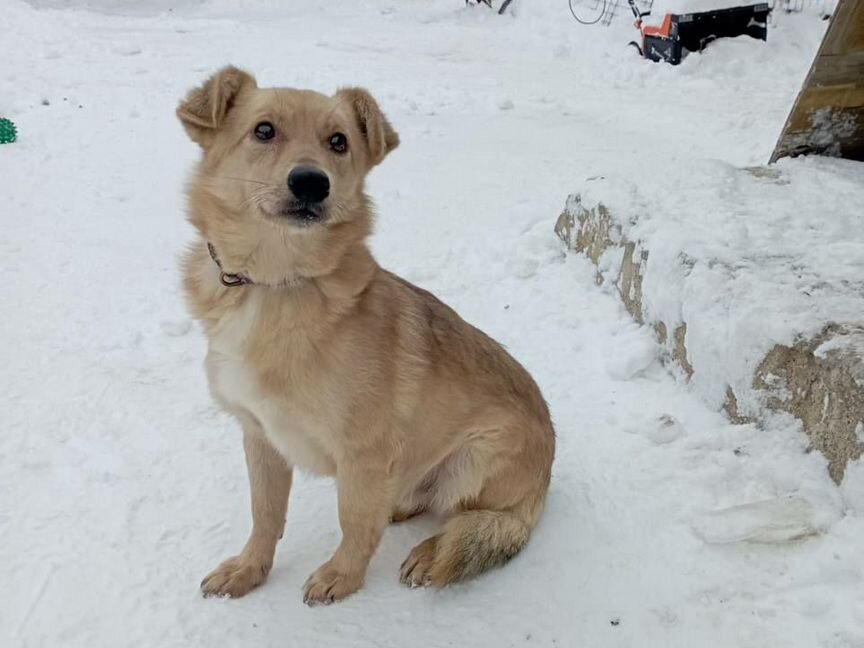 Собака Амурчик