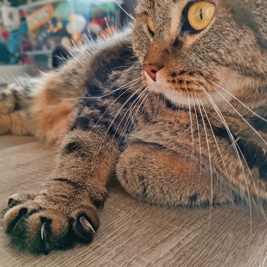 Кот с корнями британца