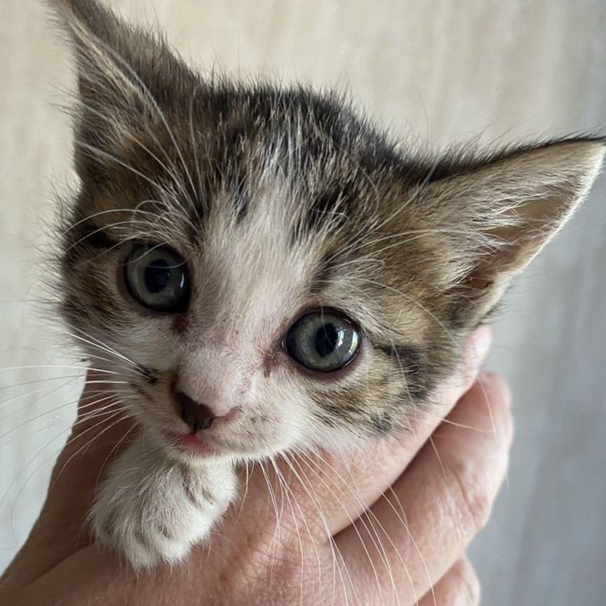 Котёнок в добрые руки