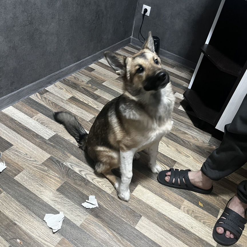 Отдам бесплатно собаку