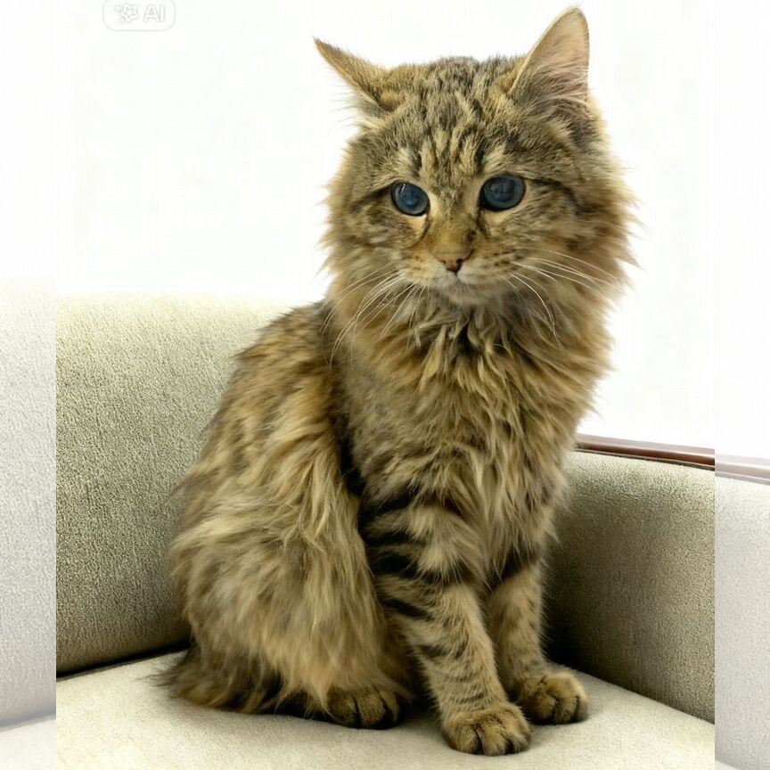 Карельский бобтейл, взрослая кошка