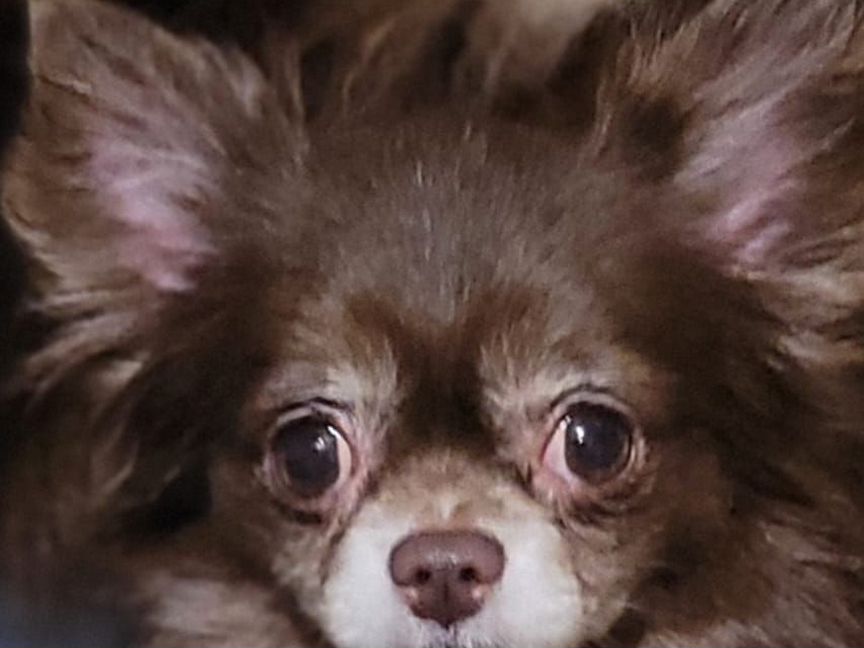 Чихуахуа ищет дом