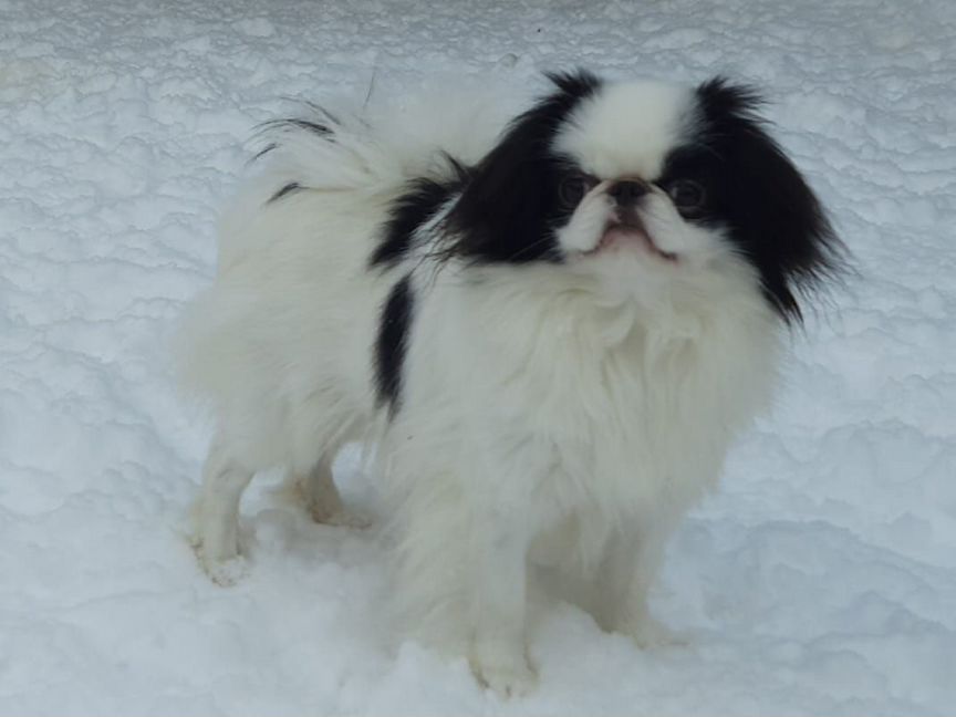 Японские хины