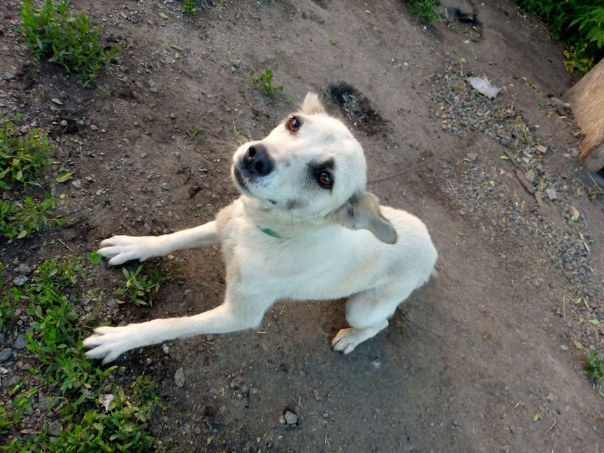 Собака в добрые руки