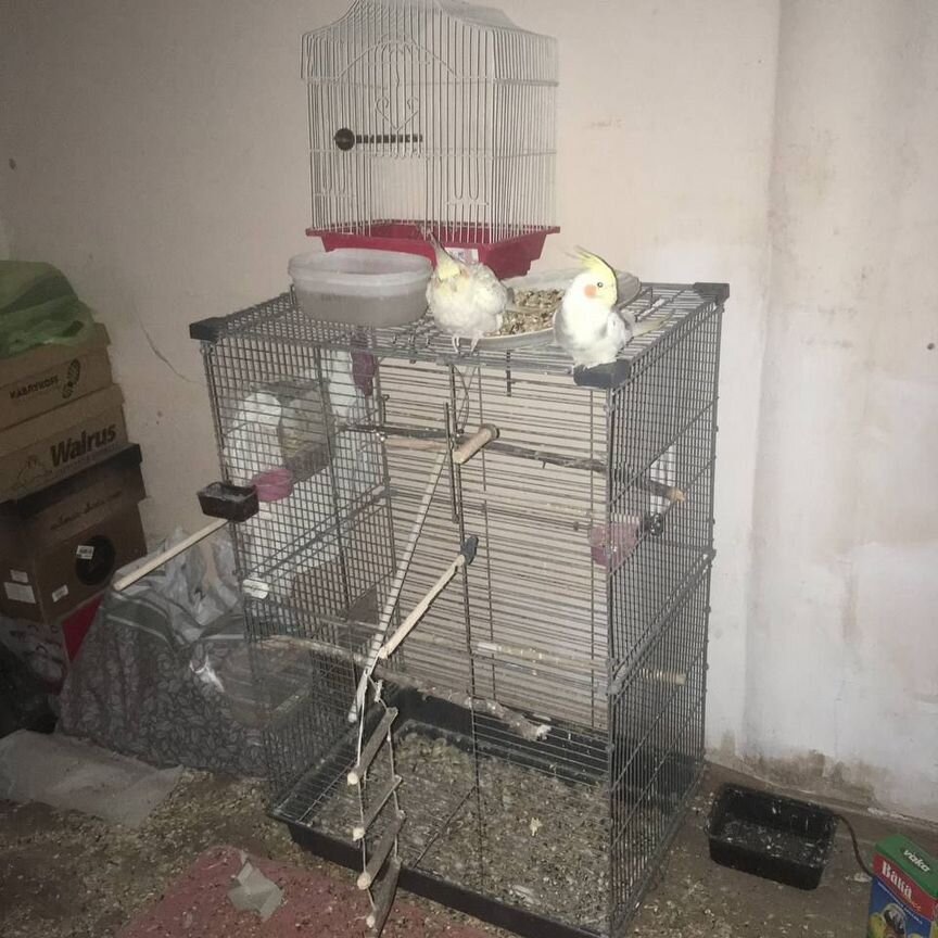 Попугаи корелла пара