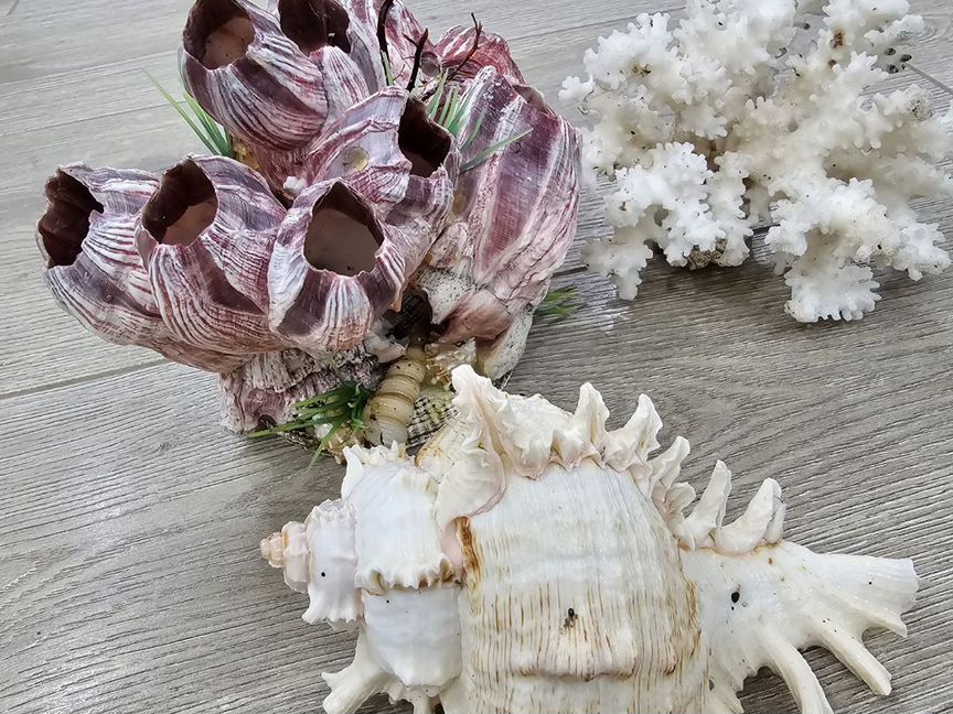 Кораллы для аквариума