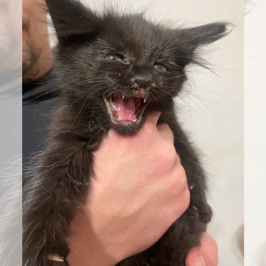 Котёнок от частного владельца