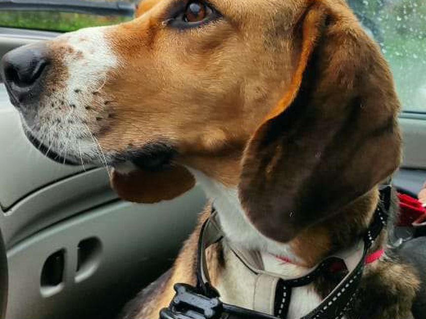 Лорд ищет дом