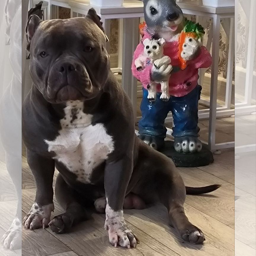 Американский булли покет вязка