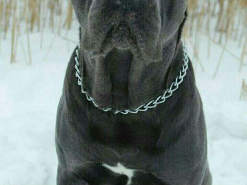 Кане Корсо вязка