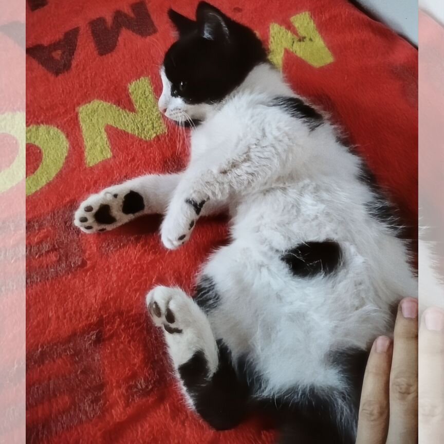 Котёнок от частного владельца