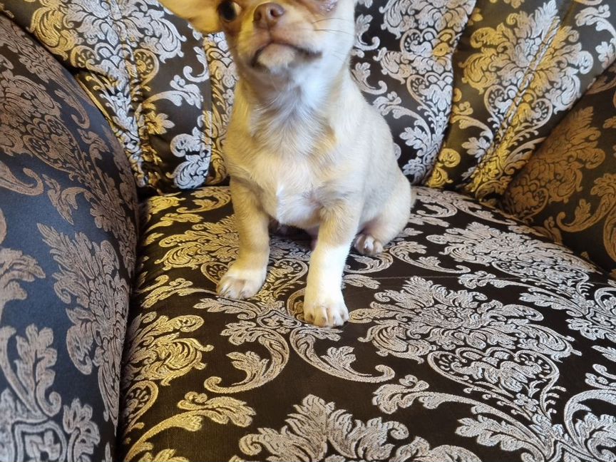 Чихуахуа мальчуган