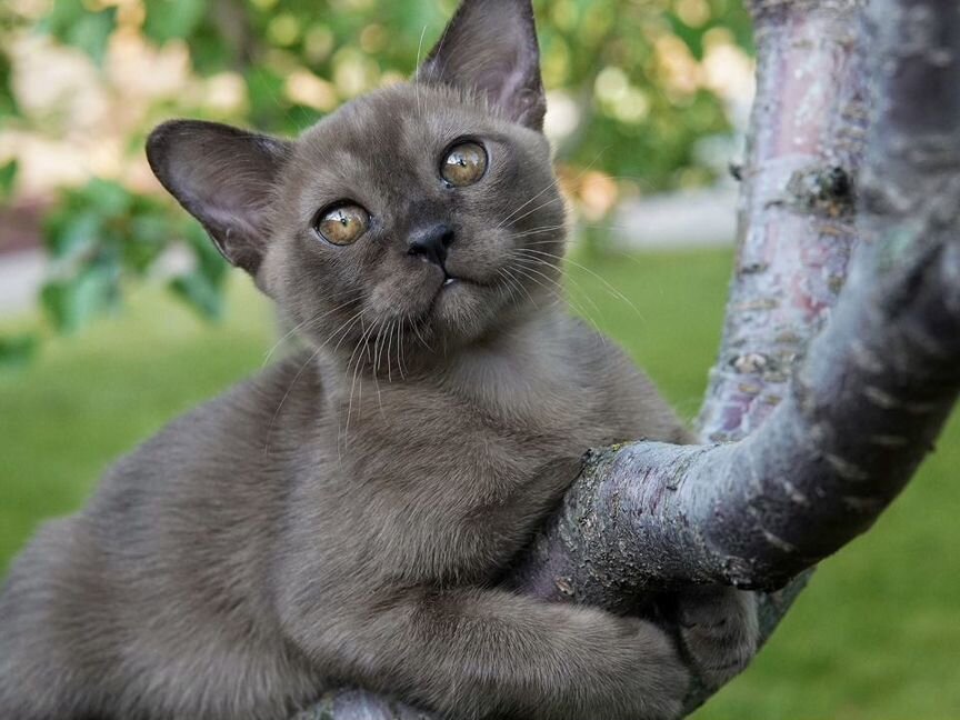 Бурманский котенок. Европейская бурма