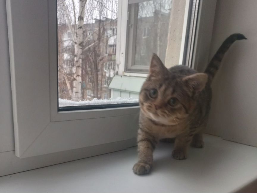 Чистокровный шотландский весельчак