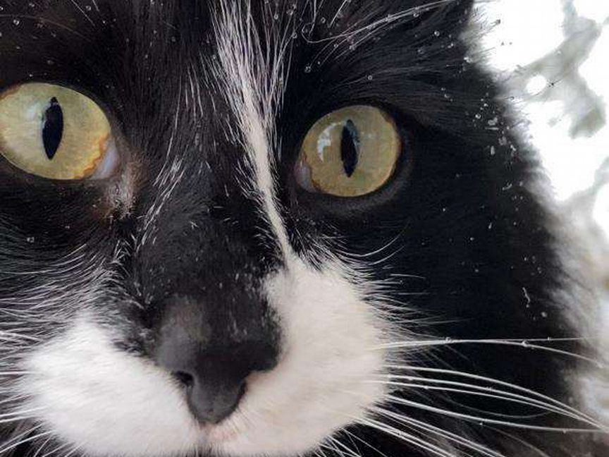 Котик в добрые руки