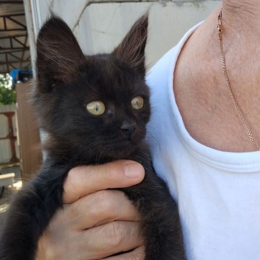 Котики бесплатно 1,5 месяца, очень игривый