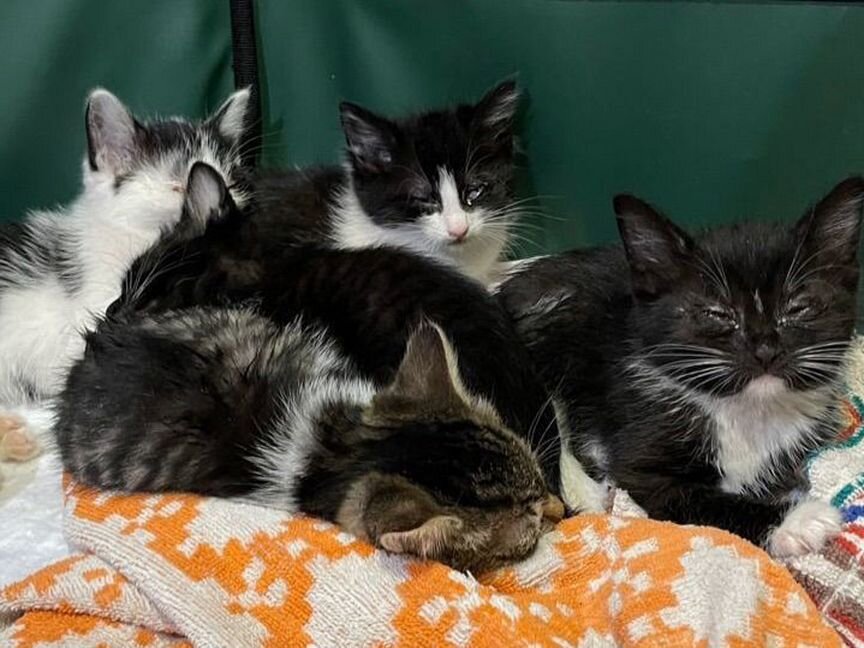 Котята в добрые руки москва