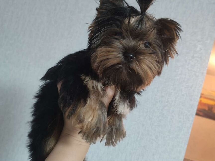 Девочка йорка супер мини