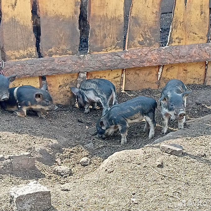 Продажа паросят