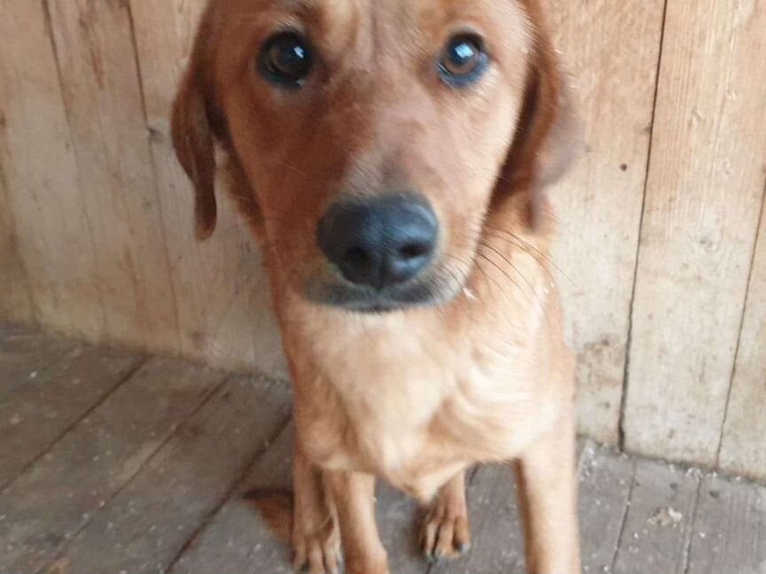 Рыжик и Черныш